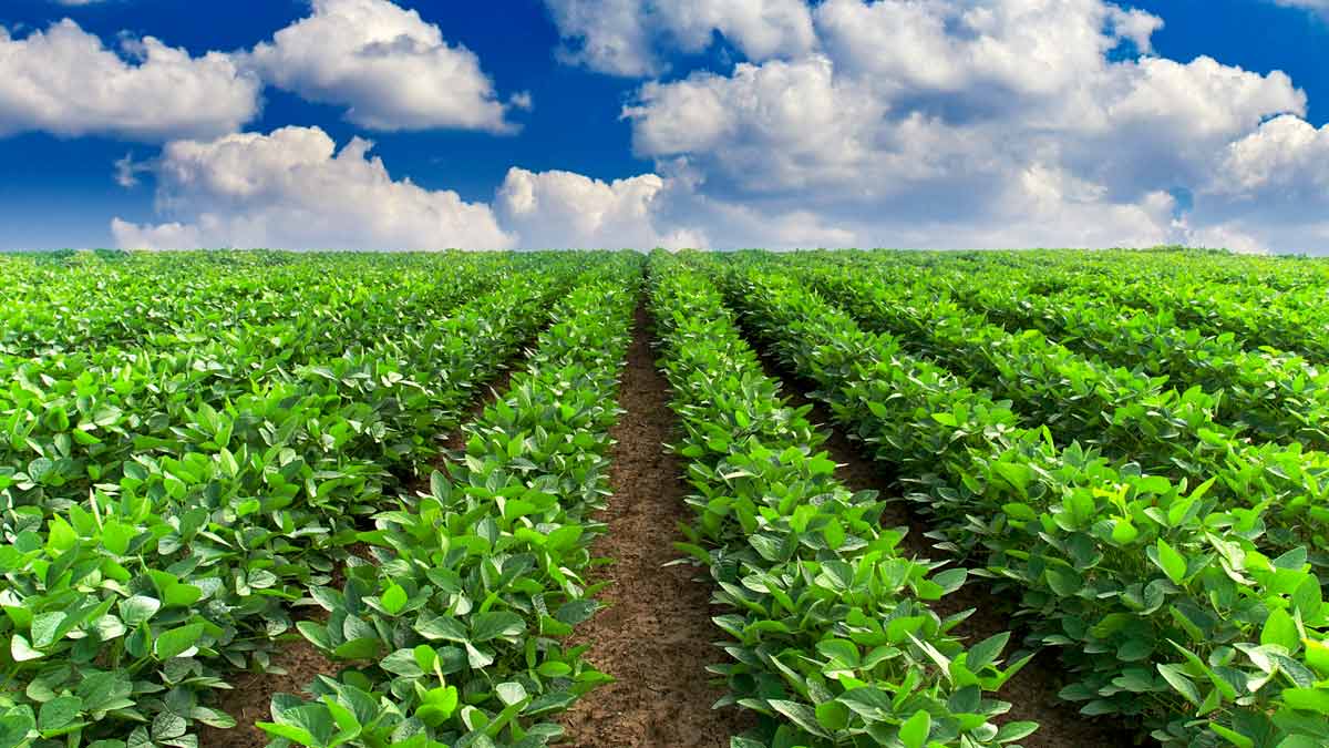 Looking for Effective Harvest Time Tracking & Estimation? | AgNote Looking for Effective Harvest Time Tracking & Estimation? | AgNote