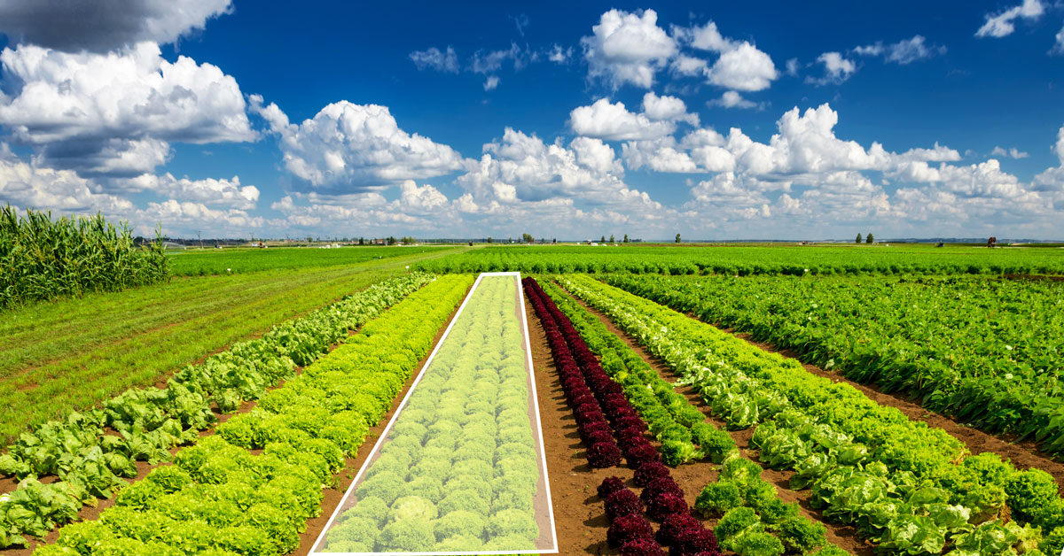 Planted Crop Area Mapping Now Is Super Simple! | AgNote