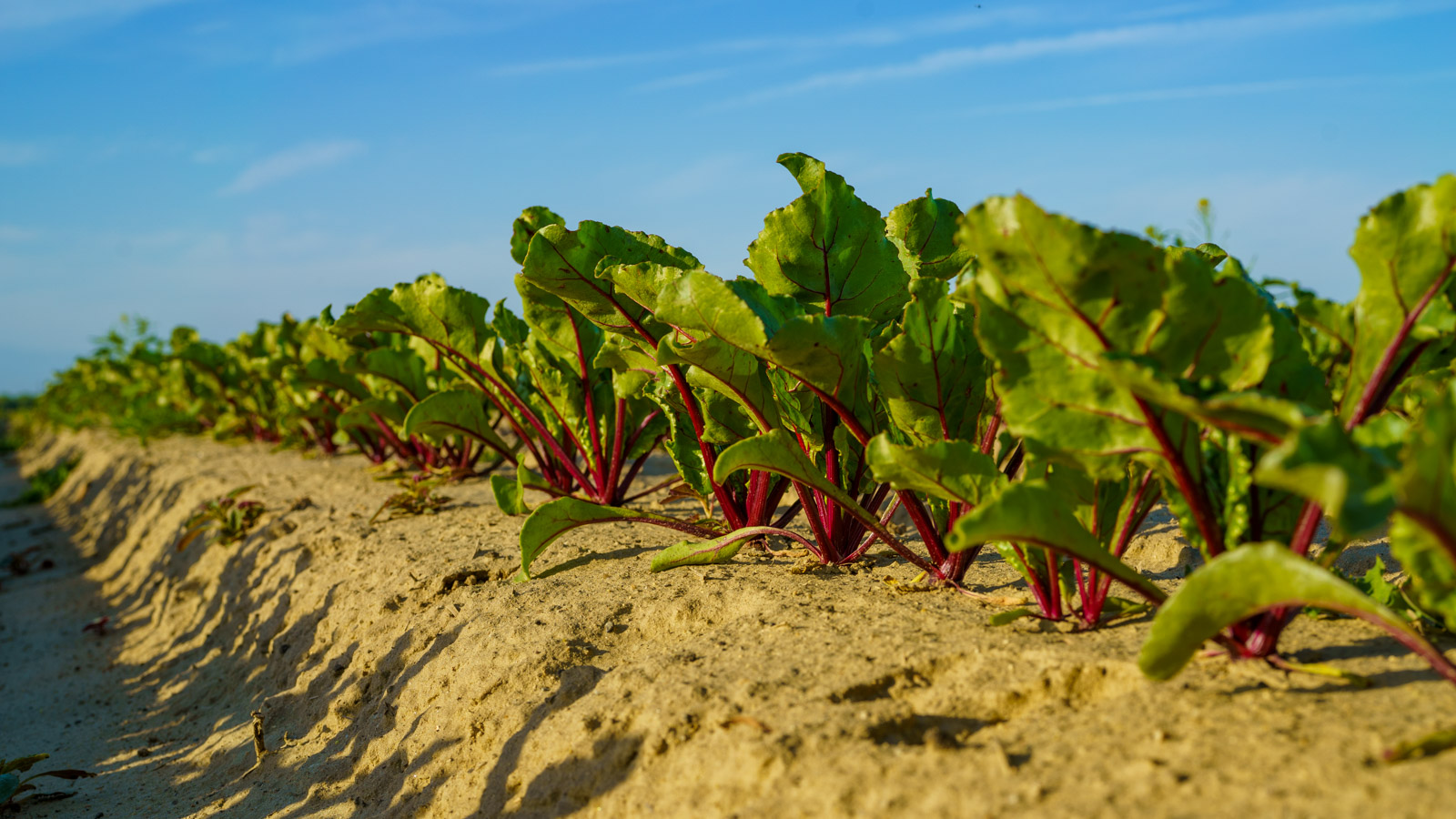 Here Is a Super Useful Report for Current Crop Inventory | AgNote