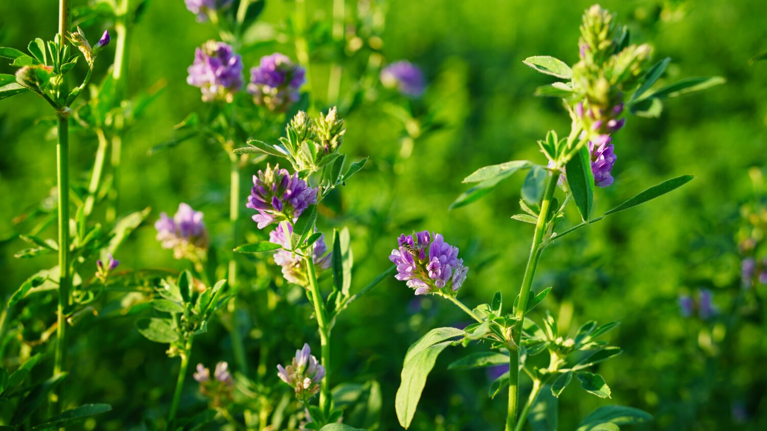 Looking for a Super Simple Way to Track Alfalfa Cuttings? | AgNote
