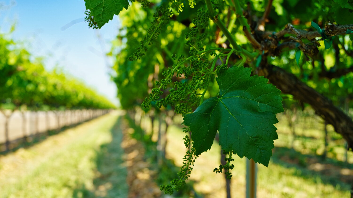 One Effective Way to Schedule Farm Reports | AgNote