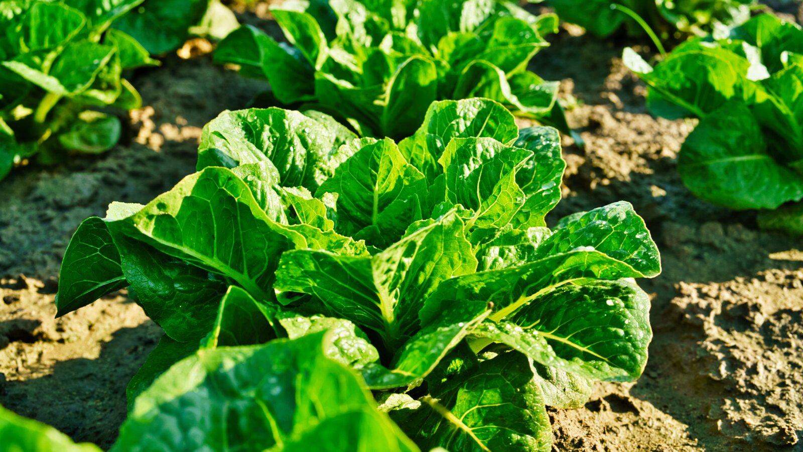 Produce Crops | AgNote