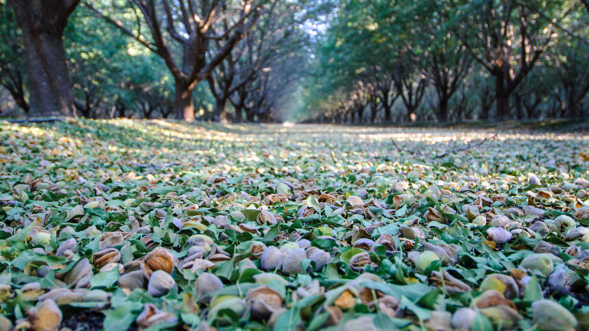 How to Prevent Almond Hull Rot and Boost Your Crop Yield | AgNote
