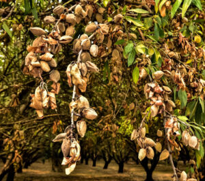 How to Prevent Almond Hull Rot and Boost Your Crop Yield | AgNote