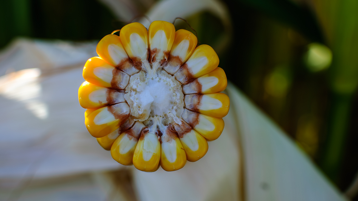 Corn Milk Line and Its Effect on Silage Quality | AgNote