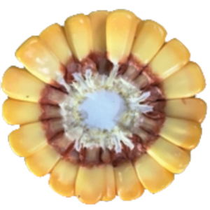 Corn Milk Line and Its Effect on Silage Quality | AgNote