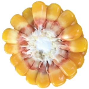 Corn Milk Line and Its Effect on Silage Quality | AgNote