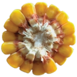 Corn Milk Line and Its Effect on Silage Quality | AgNote