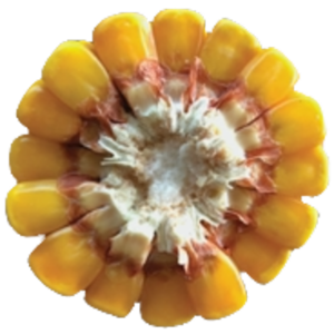 Corn Milk Line and Its Effect on Silage Quality | AgNote