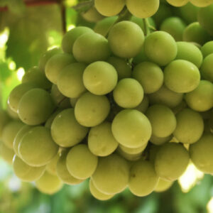 How Grape Shapes and Varieties Have Evolved Over Time | AgNote