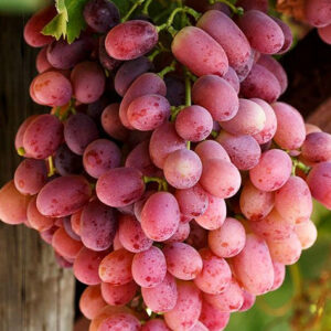 How Grape Shapes and Varieties Have Evolved Over Time | AgNote