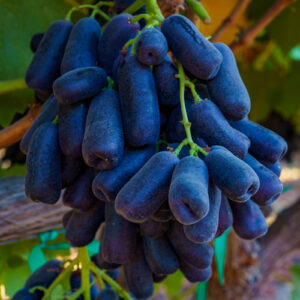 How Grape Shapes and Varieties Have Evolved Over Time | AgNote