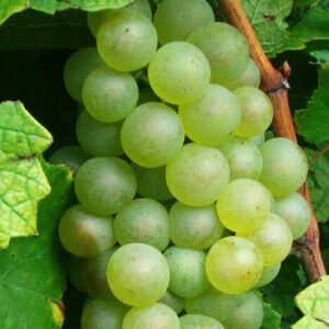 How Grape Shapes and Varieties Have Evolved Over Time | AgNote