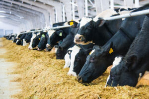 Corn Silage Inoculant: What It Is and Why You Need It | AgNote