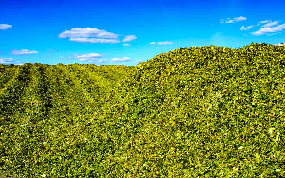 Corn Silage Inoculant: What It Is and Why You Need It | AgNote