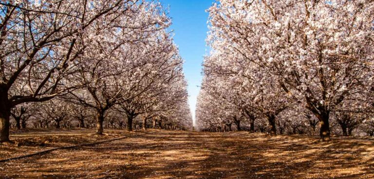 Practical & Easy to Use Almond Orchard Management Software | AgNote