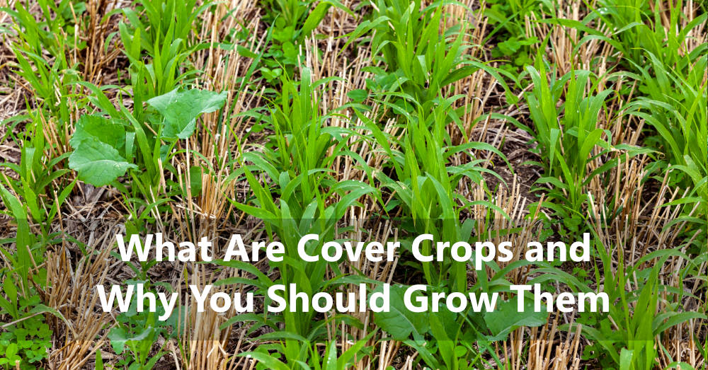 Cover Crops: What They Are and Why You Should Grow Them | AgNote