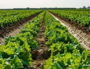 Food Safety in Farming: Info That You Need to Know | AgNote