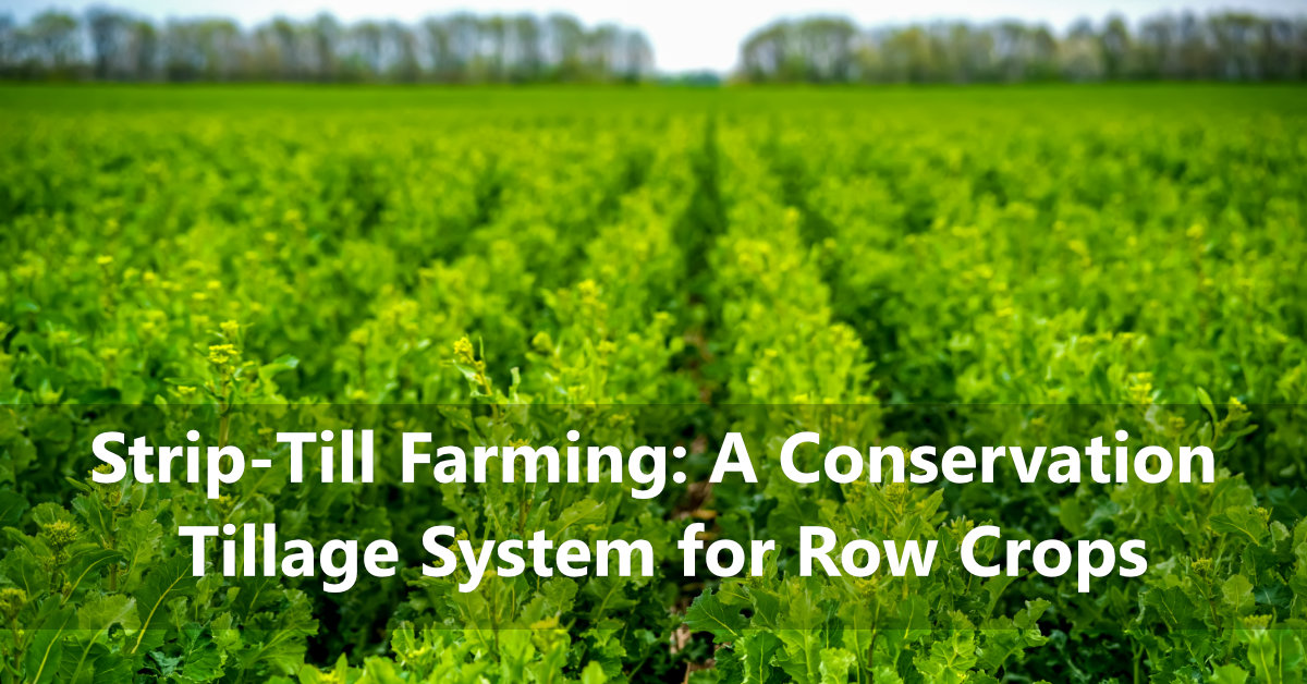 Strip-Till Farming: A Tillage System for Row Crops | AgNote