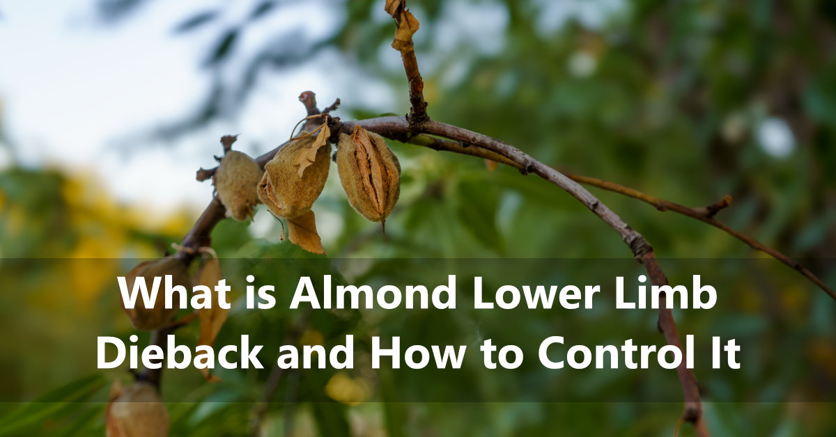 What is Almond Lower Limb Dieback and How to Control It | AgNote
