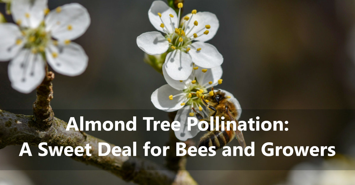 Almond Tree Pollination: A Sweet Deal for Bees and Growers | AgNote