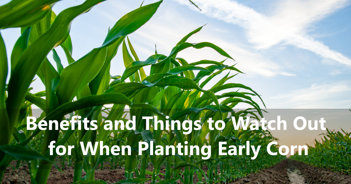 Benefits and Things to Watch Out for When Planting Early Corn | AgNote