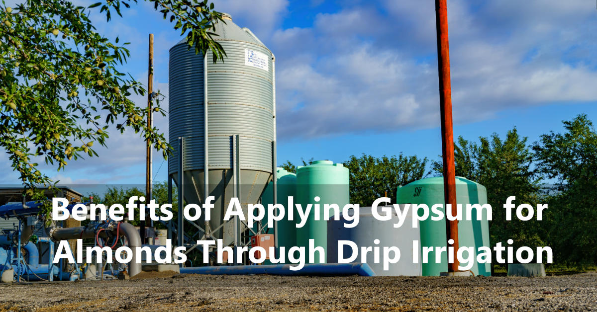 Benefits of Applying Gypsum for Almonds Through Drip Irrigation | AgNote