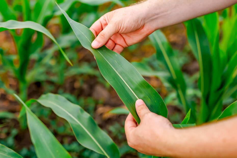 Top Tips for Accurate and Efficient Crop Record Keeping | AgNote