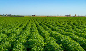 Innovative Techniques for Successful Row Crop Farming | AgNote