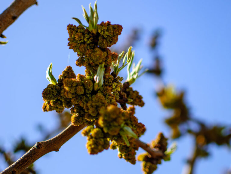 Key Techniques for Boosting Pistachio Pollination Outcomes | AgNote