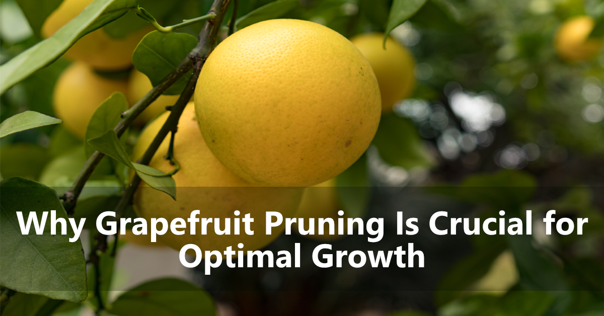 Why Grapefruit Pruning Is Crucial for Optimal Growth | AgNote