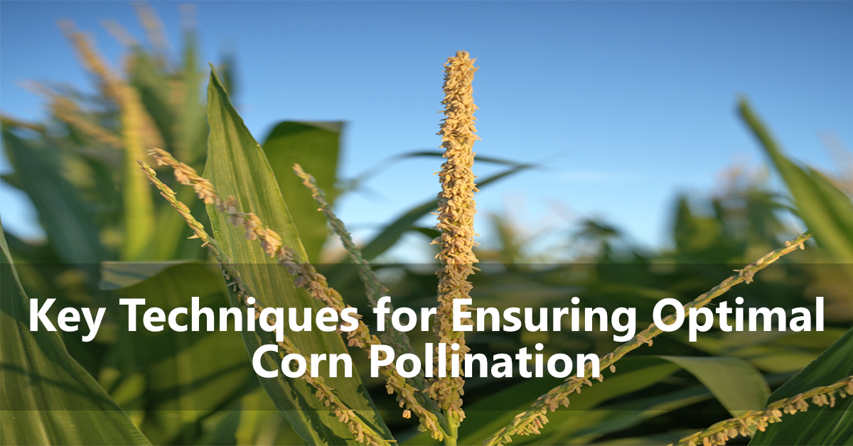 Key Techniques for Ensuring Optimal Corn Pollination | AgNote