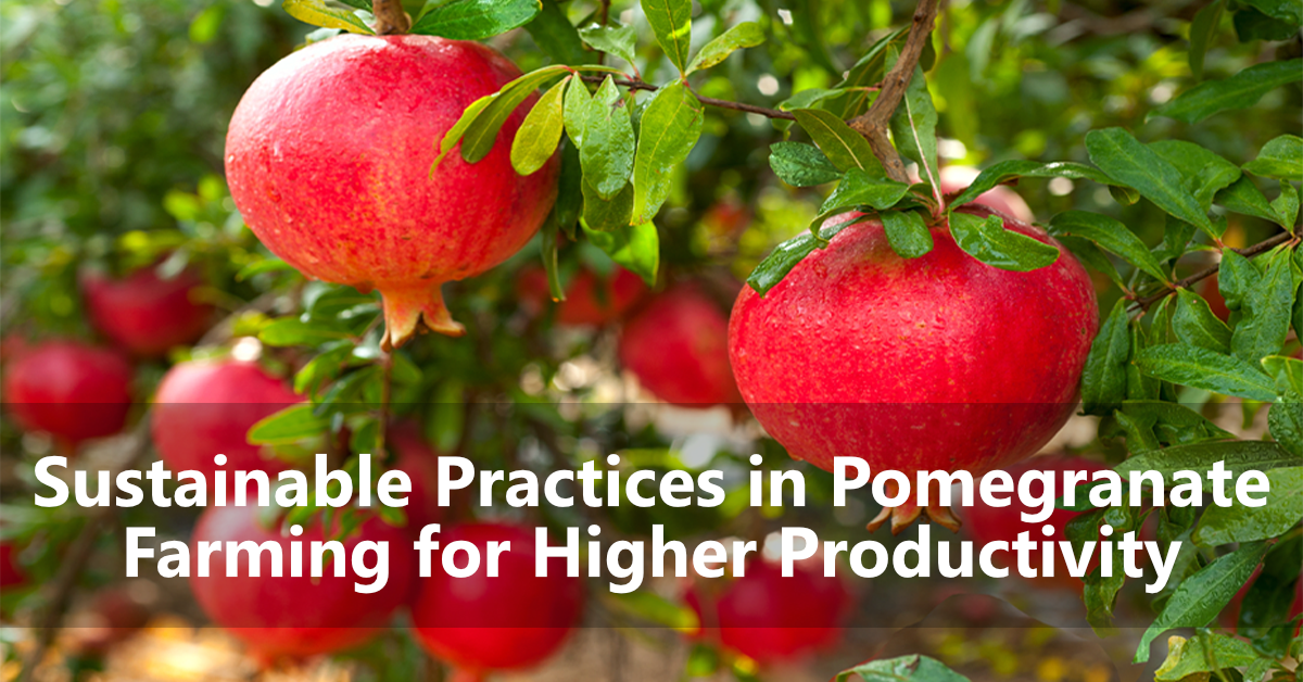 Sustainable Practices in Pomegranate Farming for Higher Productivity ...
