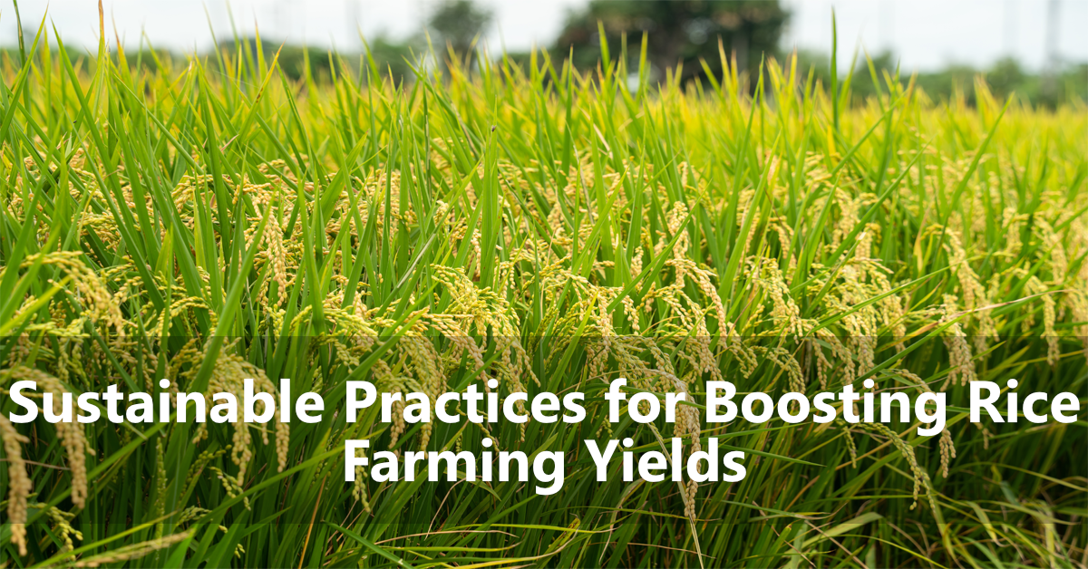 Sustainable Practices for Boosting Rice Farming Yields | AgNote