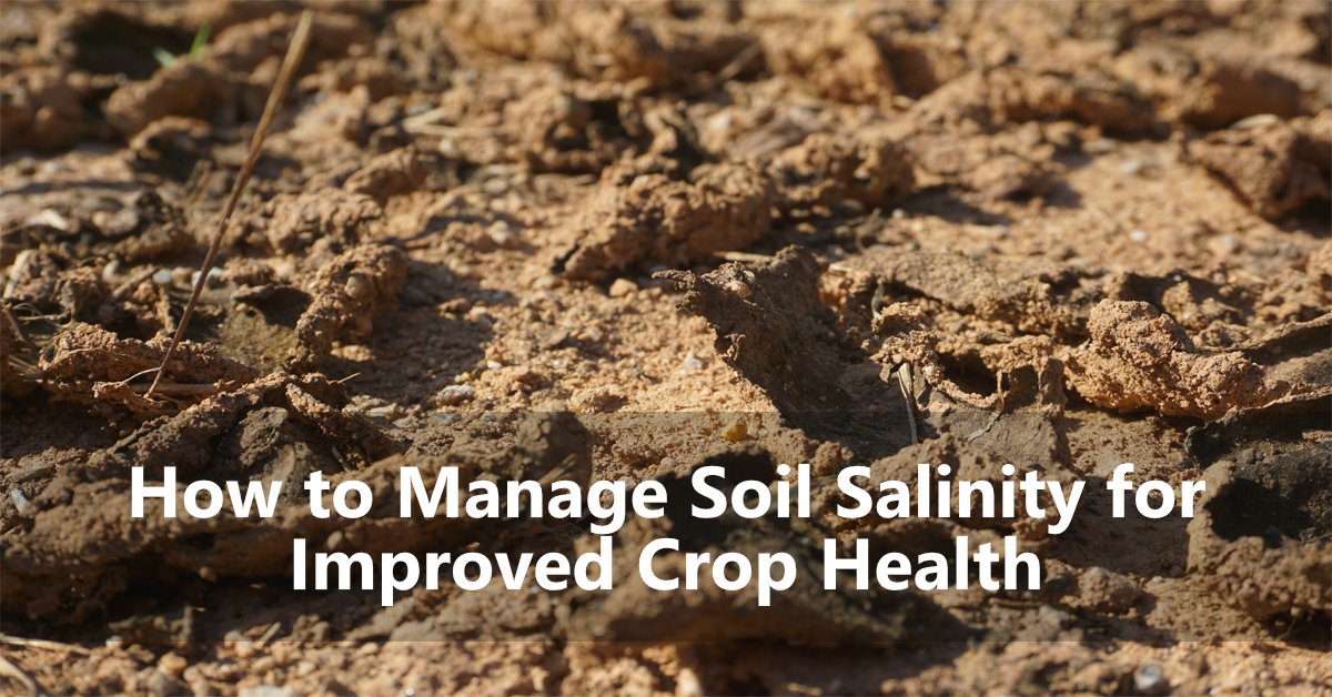 How to Manage Soil Salinity for Improved Crop Health | AgNote