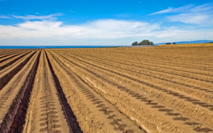 Planting on Flat vs Beds: Pros and Cons for Different Crops | AgNote