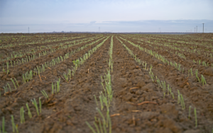 Planting on Flat vs Beds: Pros and Cons for Different Crops | AgNote