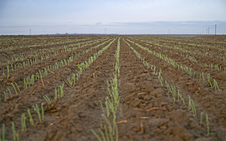 Planting on Flat vs Beds: Pros and Cons for Different Crops | AgNote