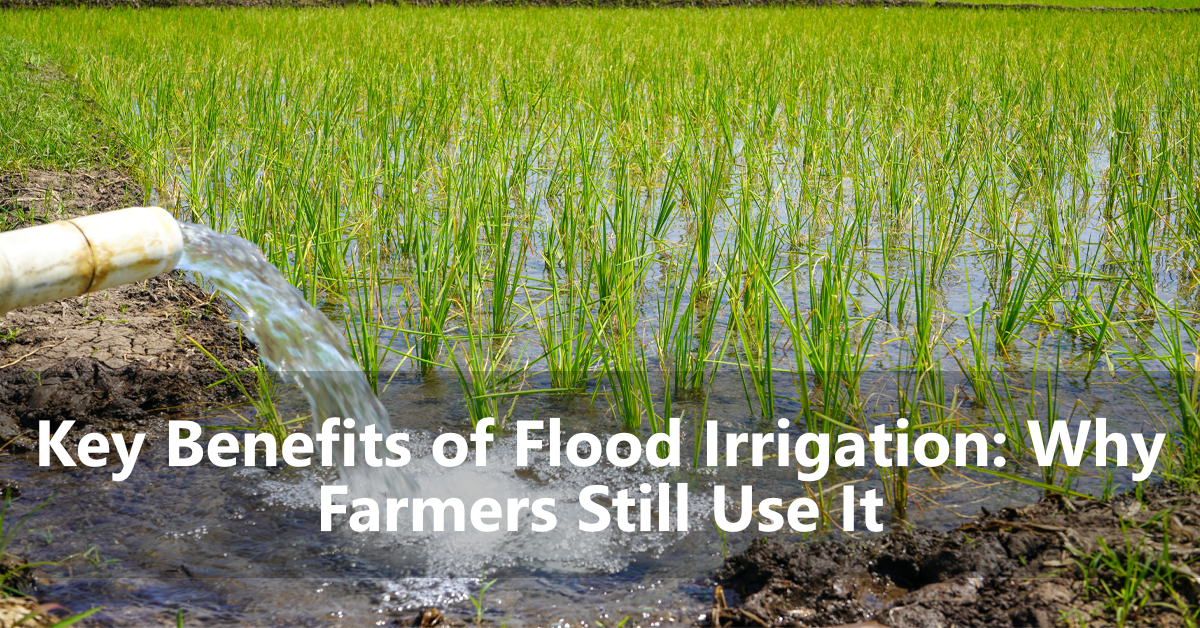 Key Benefits of Flood Irrigation: Why Farmers Still Use It | AgNote