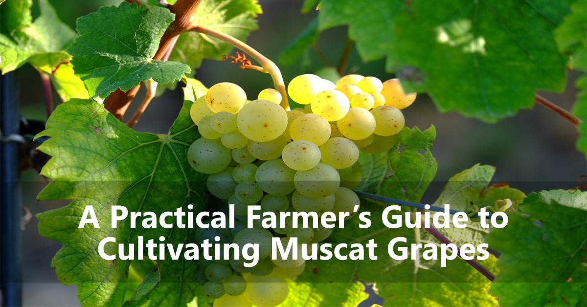 A Practical Farmer’s Guide to Cultivating Muscat Grapes | AgNote