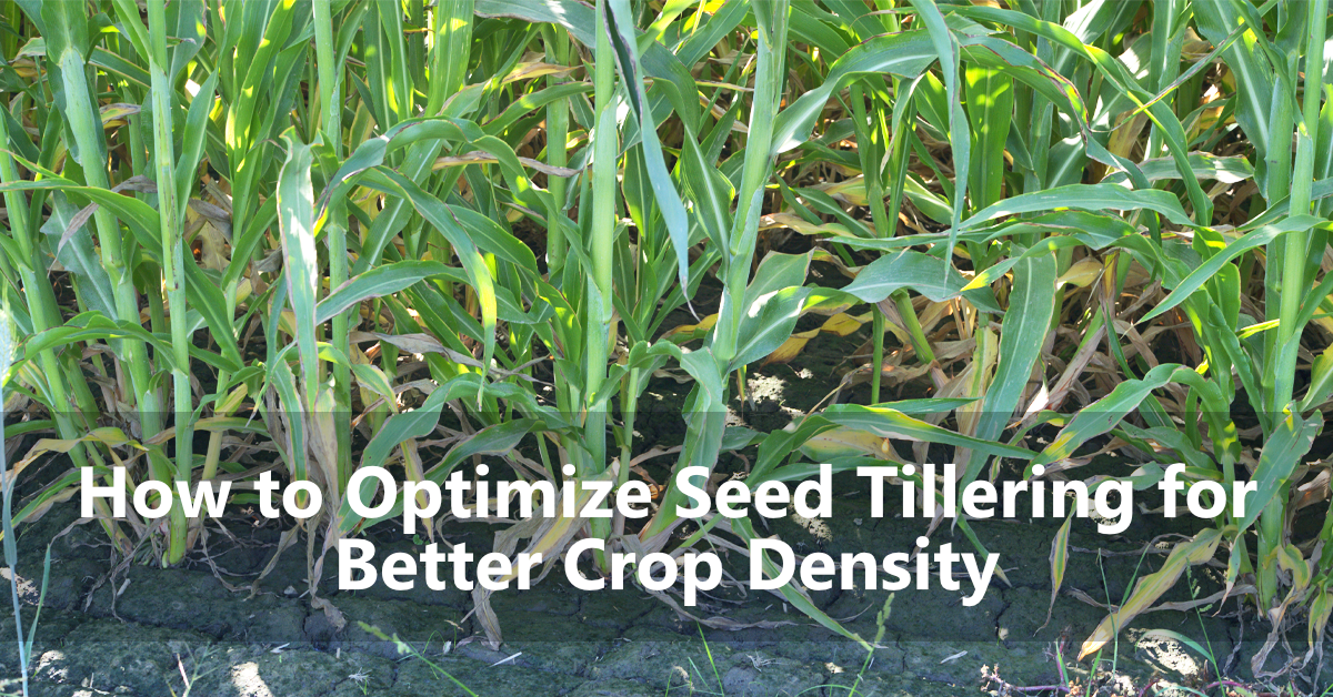 How to Optimize Seed Tillering for Better Crop Density | AgNote