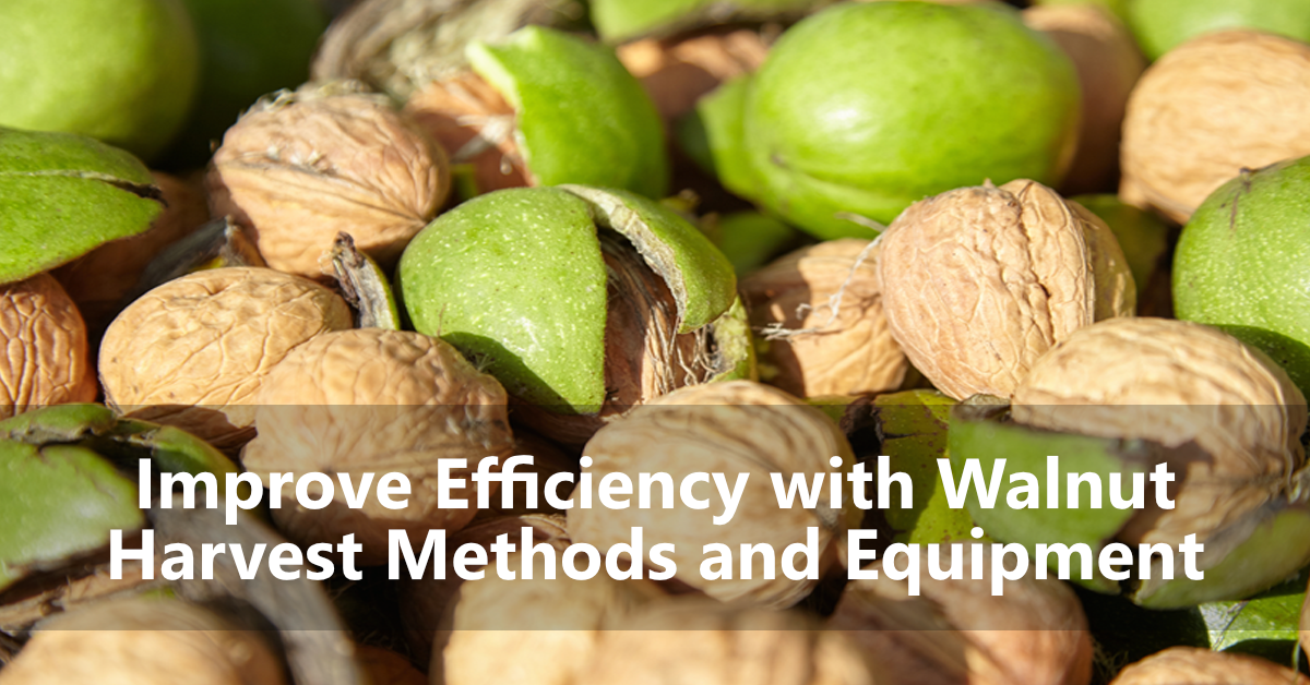 Improve Efficiency with Walnut Harvest Methods and Equipment | AgNote