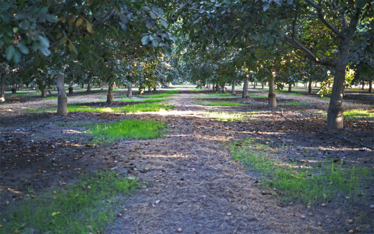 Improve Efficiency with Walnut Harvest Methods and Equipment | AgNote