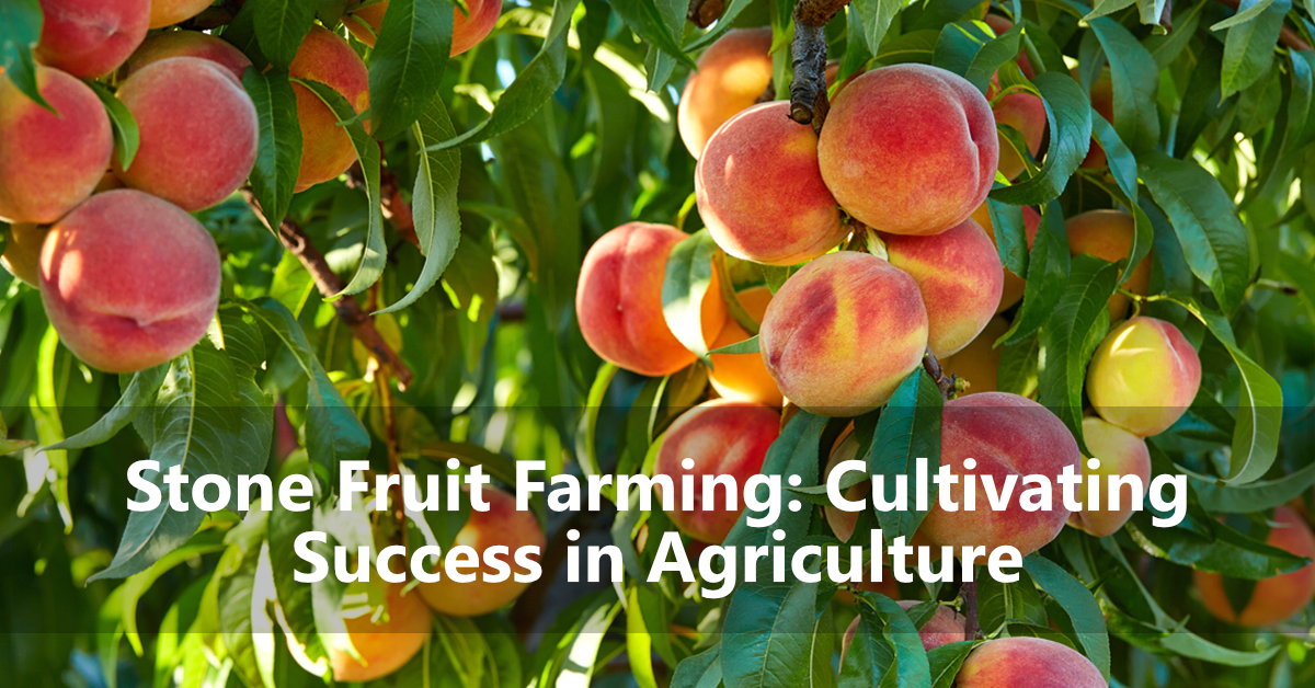 Stone Fruit Farming: Cultivating Success in Agriculture | AgNote