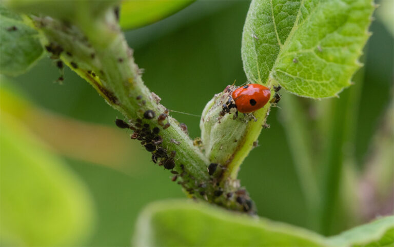 Beneficial Insects: Nature’s Pest Control in Agriculture | AgNote