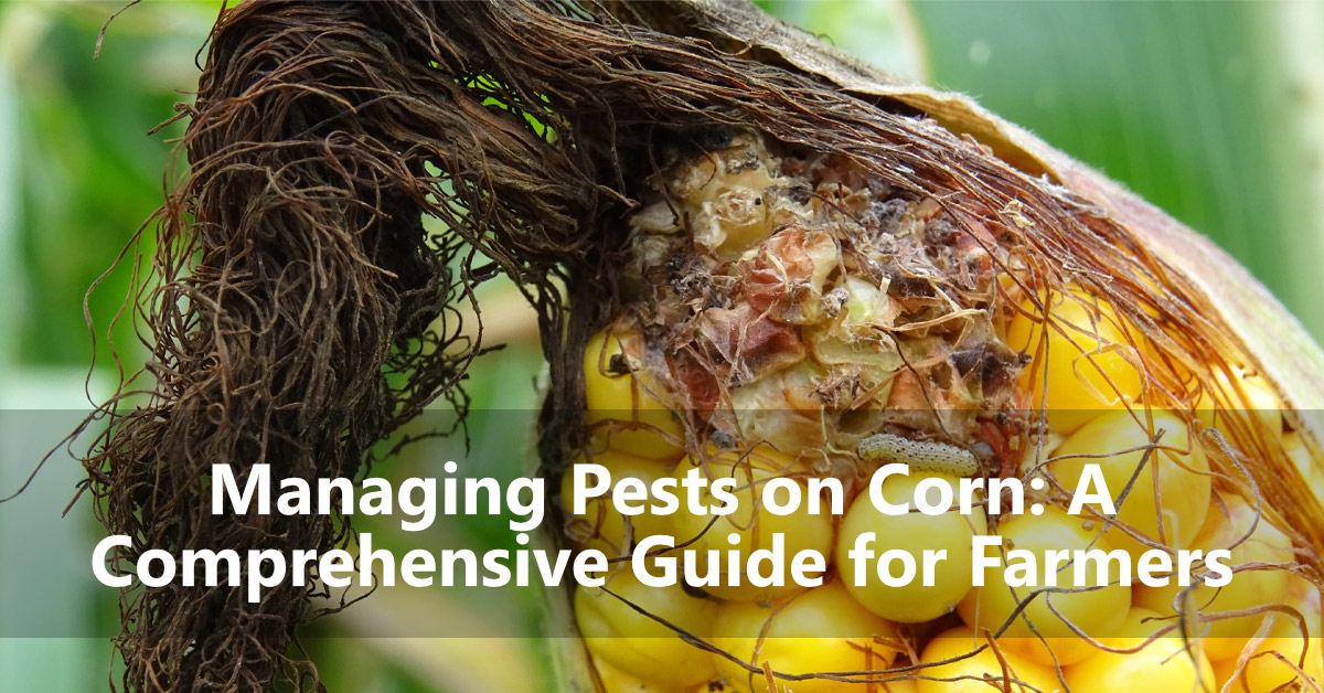 Managing Pests on Corn: A Comprehensive Guide for Farmers | AgNote