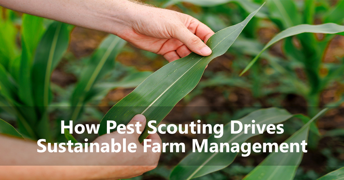 How Pest Scouting Drives Sustainable Farm Management | AgNote