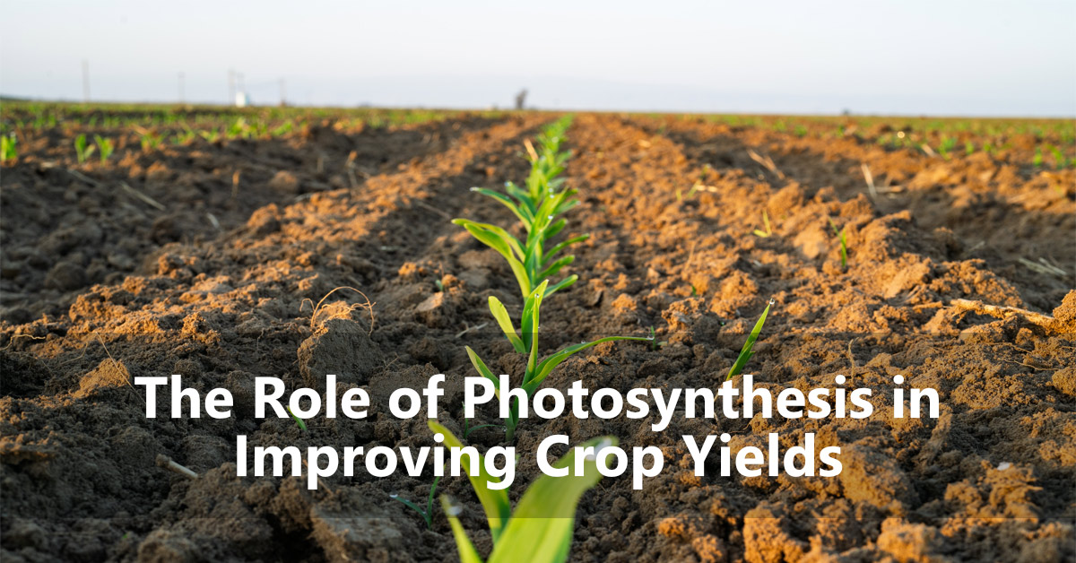 The Role of Photosynthesis in Improving Crop Yields | AgNote