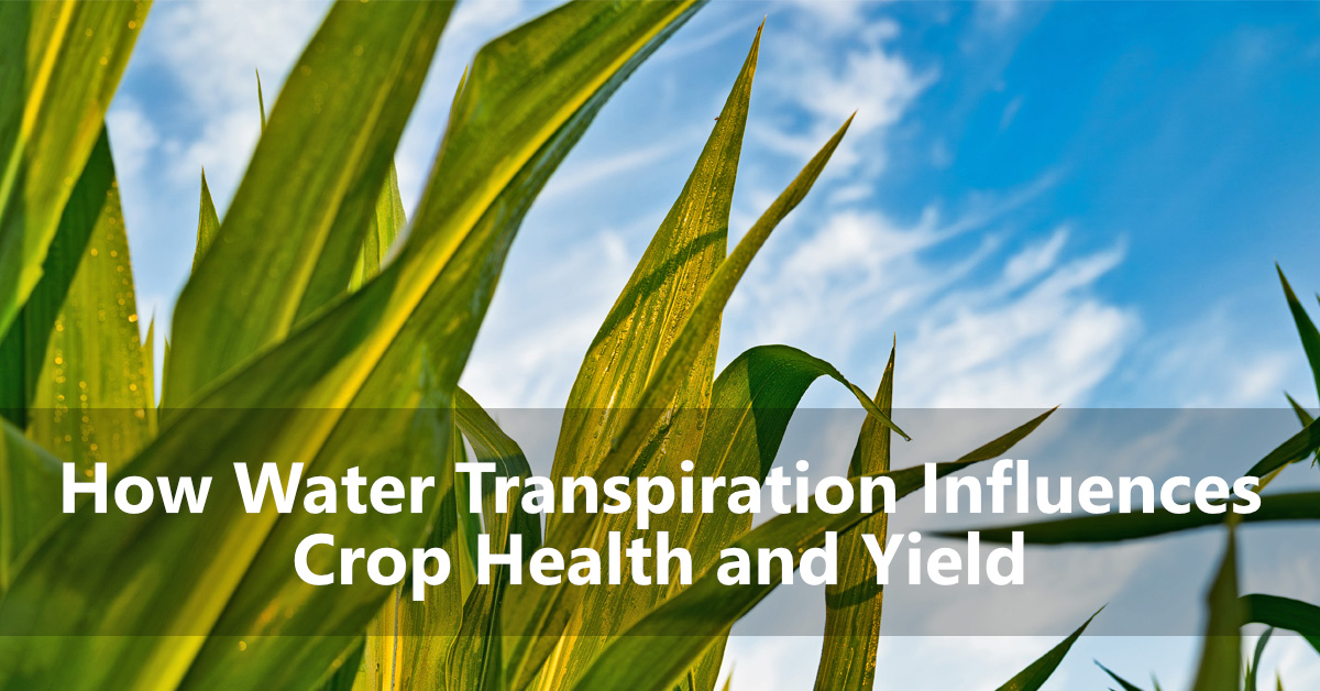 How Water Transpiration Influences Crop Health and Yield | AgNote