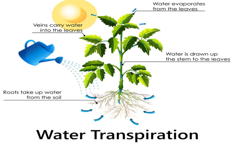How Water Transpiration Influences Crop Health and Yield | AgNote